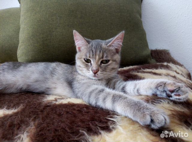 Котенок Сонечка