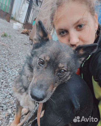 Собака кобель 10 лет звоночек