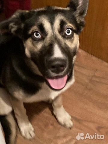 Ласковая голубоглазая Сонька в дар