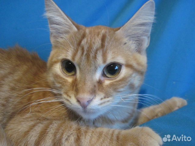 Озорные рыжики в добрые руки