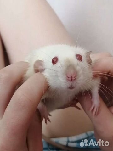 Крыса дамбо