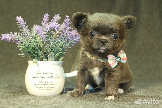 Голубые курносые мальчишечки