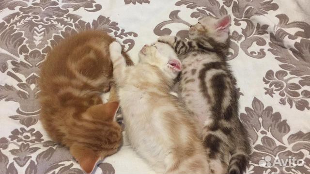 Шотландские котята