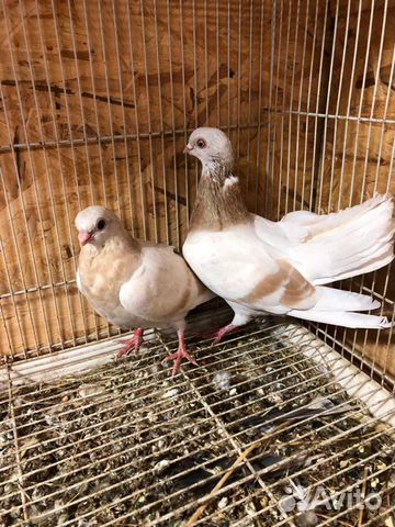 Продаем голубей