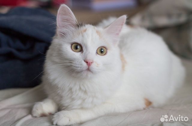 Принцесса Лея в добрые руки