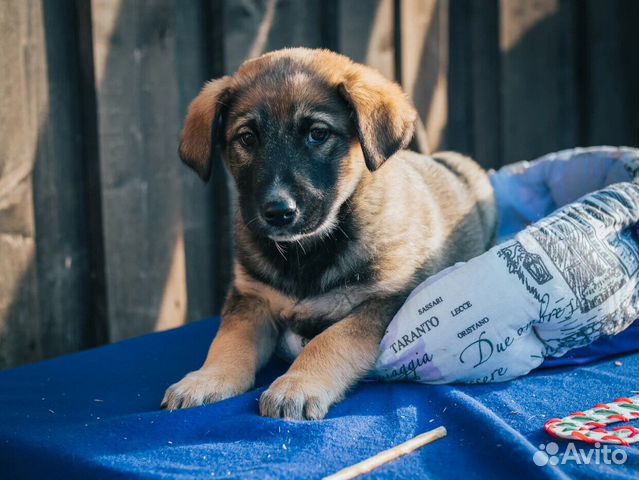 Лапочки щенки в лучшие руки
