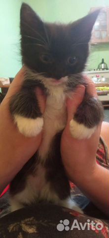 Котик 2месяца
