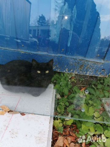 Котик подросток со стройки