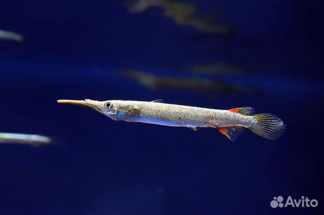 Карликовая щучка дермогенис (бойцовый полурыл)