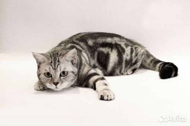 Шотландская прямоухая кошка