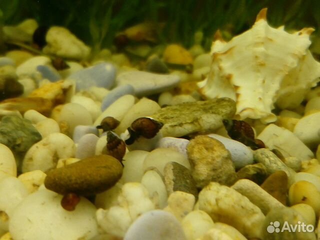 Аквариумные улитки