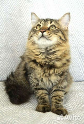 Котята в добрые руки бесплатно