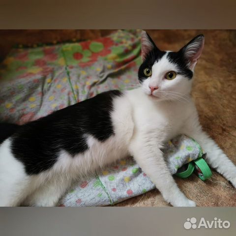 Котик в добрые руки