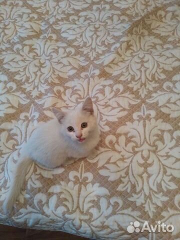 Котёнок