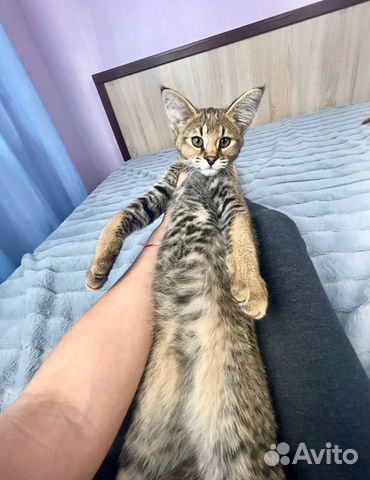 SavannahF1/саваннаф1