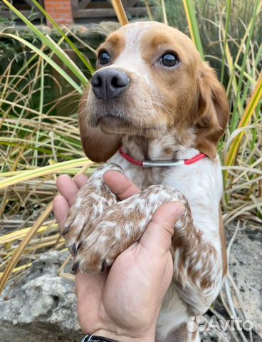 Щенок Эпаньол Бретона