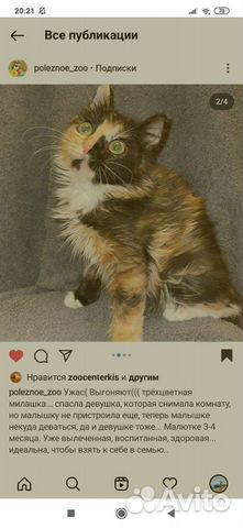 Невероятно красивая потрясающая разноцветная котен