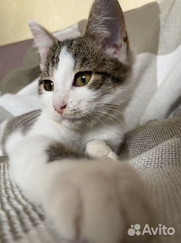 Котёнок 4 месяца Твикс