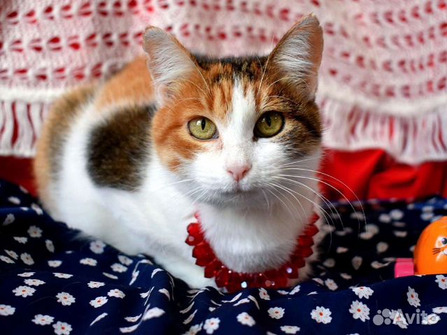 Кошка
