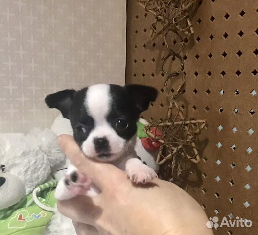 Чихуахуа mini и micro РКФ