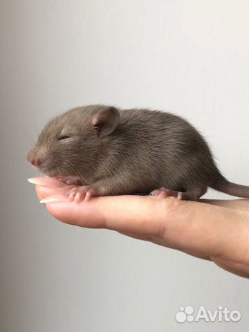 Крысята замечательные