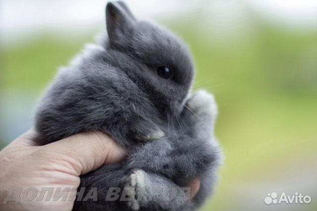 Миноры супер мини кролики