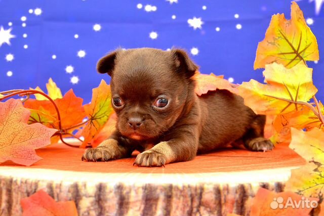 Девочка чихуахуа, открыта для резерва