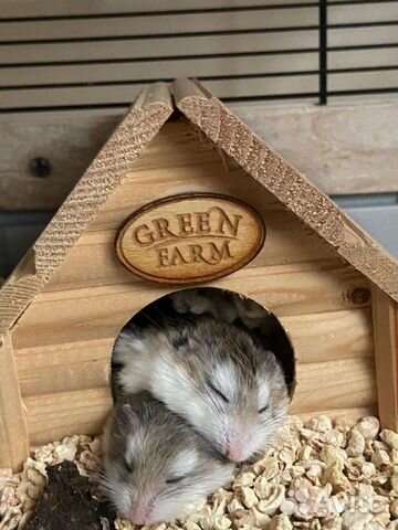 Хомячки Роборовского