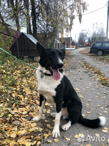 В добрые руки