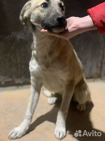 Щенок мальчик 4,5 месяца