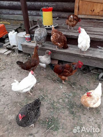 Куры несушки оптом