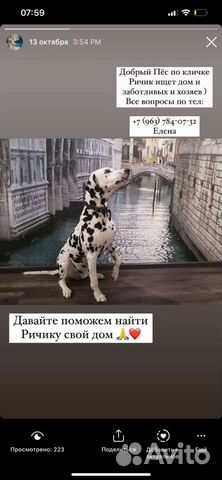 Далматин бесплатно