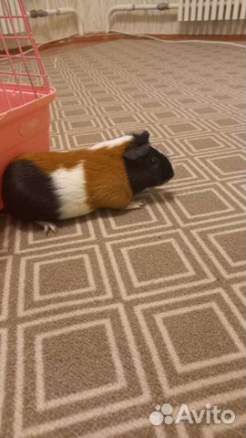 Морская свинка