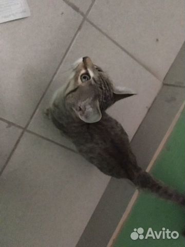 Котенок котята котик