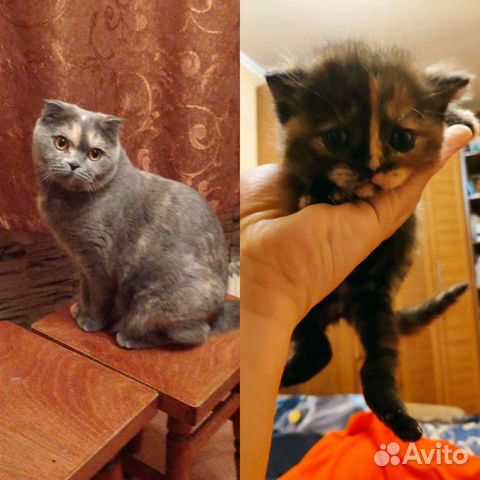 Котенок метис