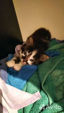 Сибирская кошка бесплатно