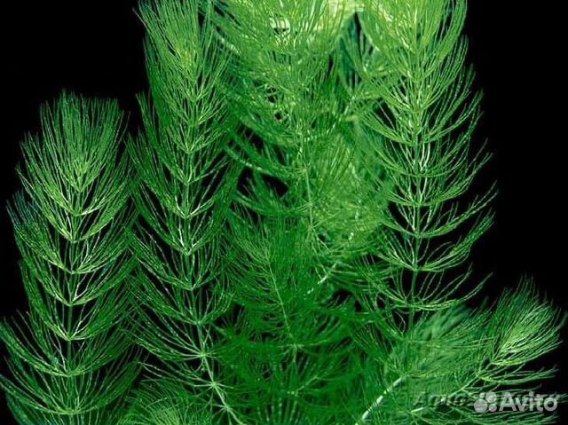 Водное растение роголистник