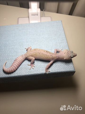 Эублефар Black Hole (самка)