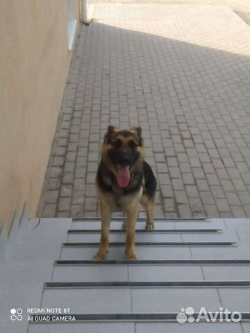 Собаки бесплатно в добрые руки