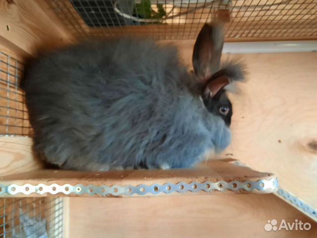 Немецкая ангора