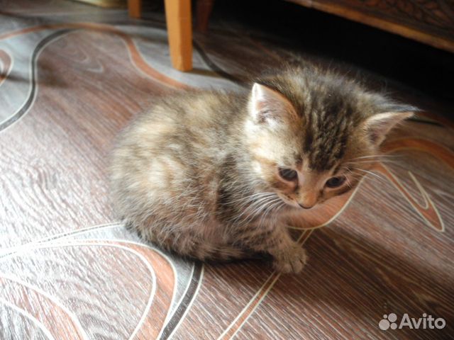 Котёнок девочка Сибирская д.р. 25.08.2021 2 меясца