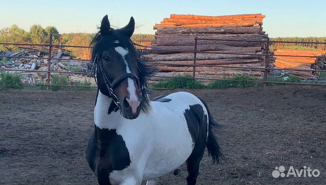 Продам лошадь