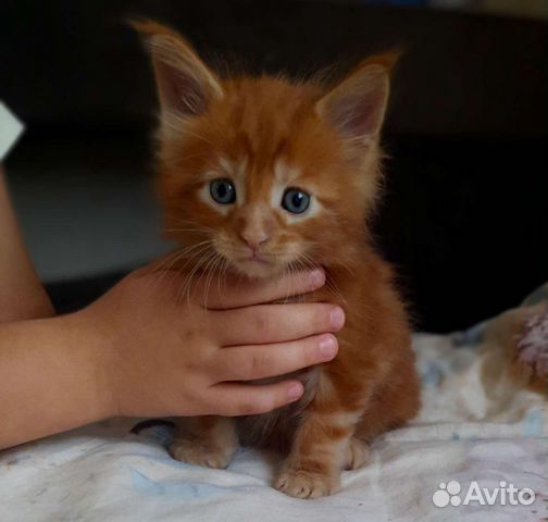 Котенок породы мэйн кун,мальчик,родители с докумен