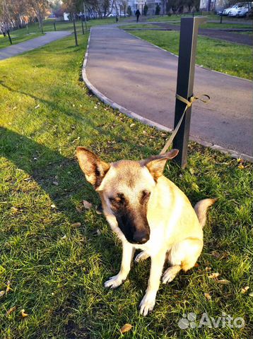 Бельгийская овчарка - отдам - мальчик 1 год