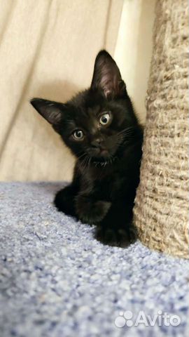 Добрый, весёлый, игрывый мальчик метис