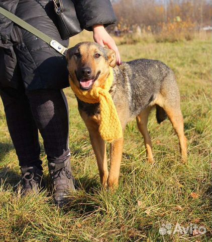 Спасите Комету из приюта