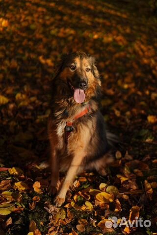 Собака с самыми прекрасными глазами ищет дом
