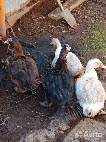 Утки муларды