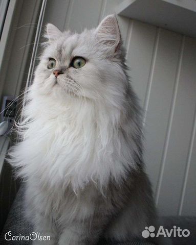 Персидская шиншилла