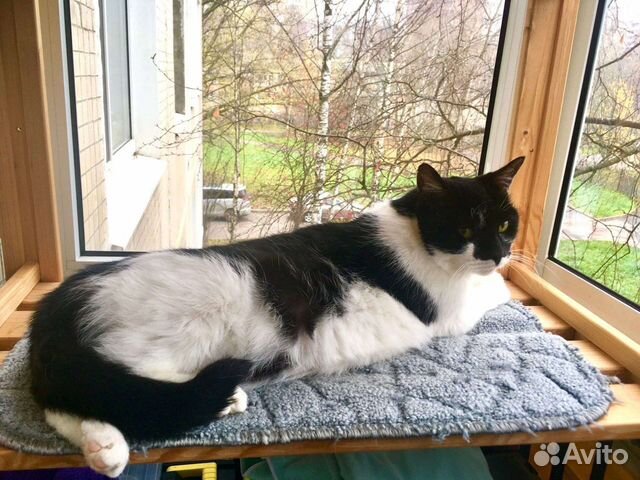 Особенный кот фадей